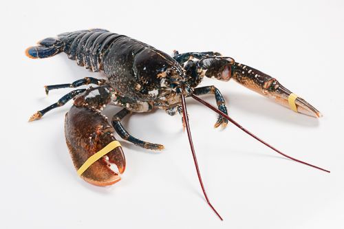 Bestel kreeft online I Vishandel STELOY