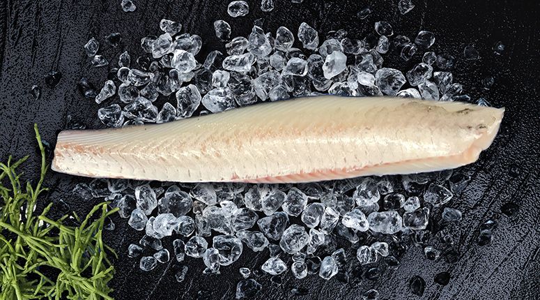 Dagelijkse aanvoer van verse vis I Vishandel STELOY