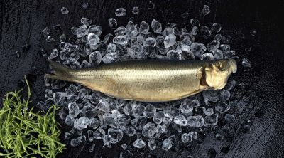 Dagelijkse aanvoer van verse vis I Vishandel STELOY