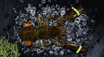 Bestel kreeft online I Vishandel STELOY