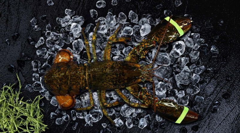 Bestel kreeft online I Vishandel STELOY