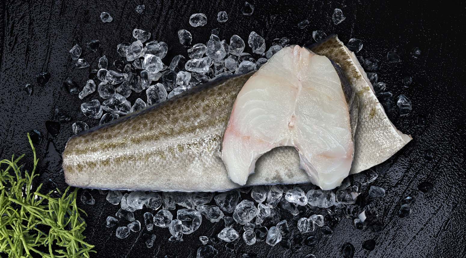 Dagelijkse aanvoer van verse vis I Vishandel STELOY