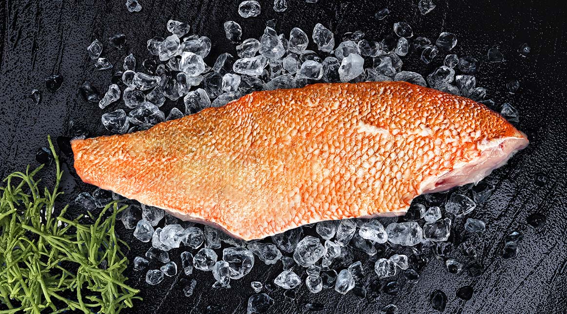 Dagelijkse aanvoer van verse vis I Vishandel STELOY