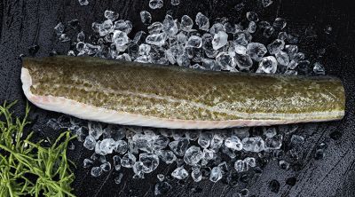 Dagelijkse aanvoer van verse vis I Vishandel STELOY