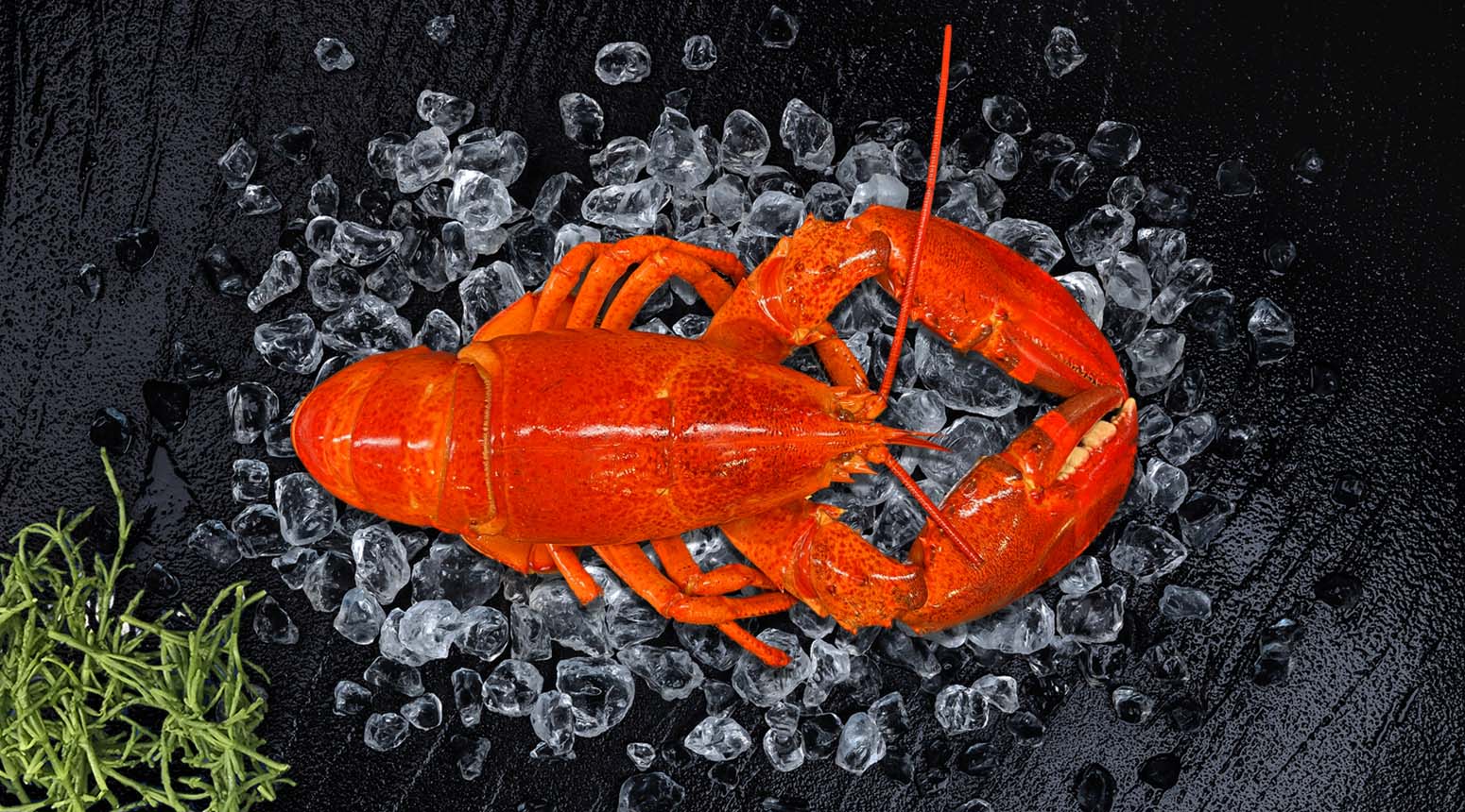 Bestel kreeft online I Vishandel STELOY