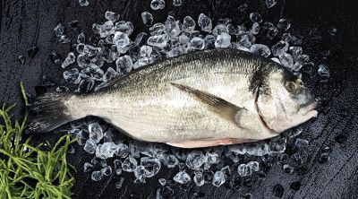 Dagelijkse aanvoer van verse vis I Vishandel STELOY
