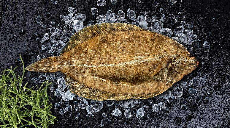 Dagelijkse aanvoer van verse vis I Vishandel STELOY